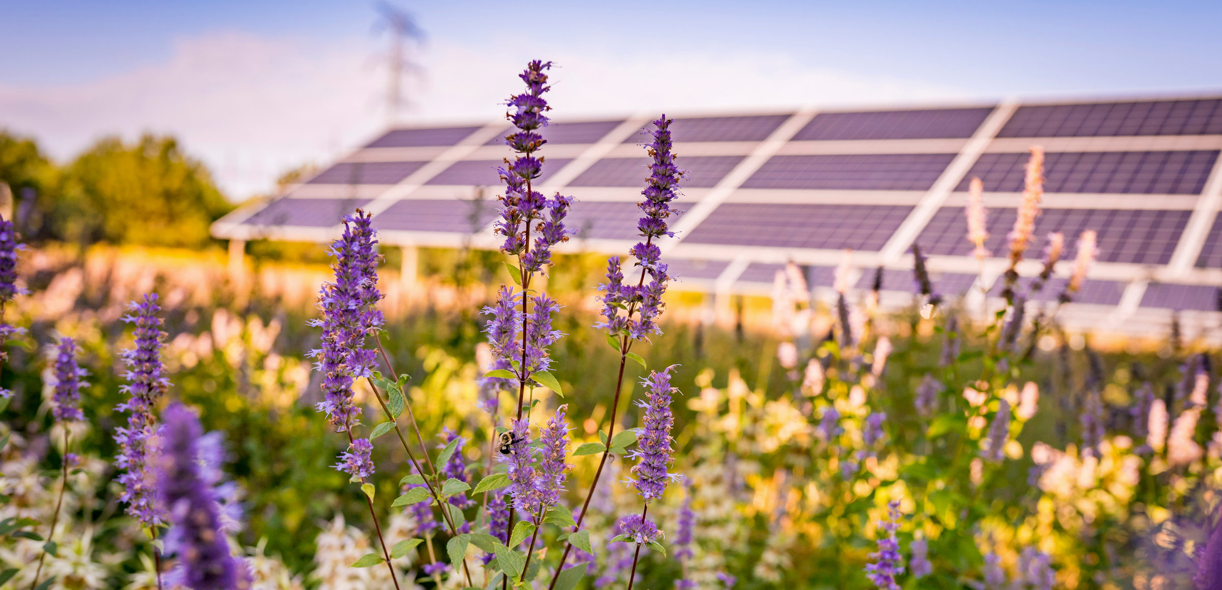 Flora Solare Lucente