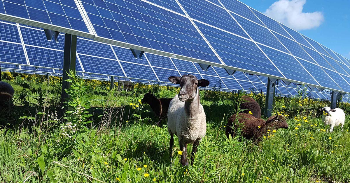 Agrivoltaics, an ally in the energy transition | Enel Green Power
