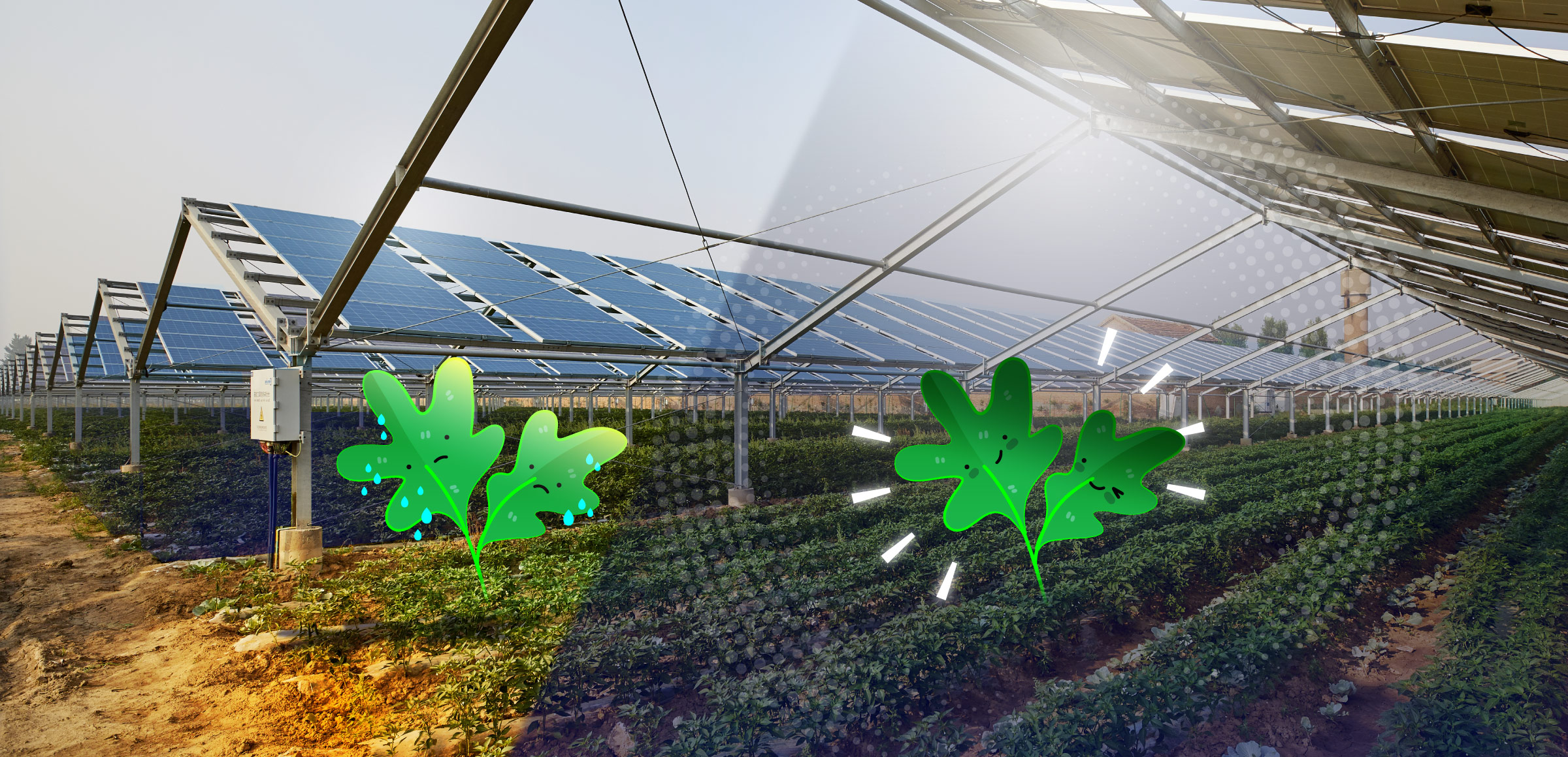 Happy plants and water saving: the positive effects of agrivoltaics ...