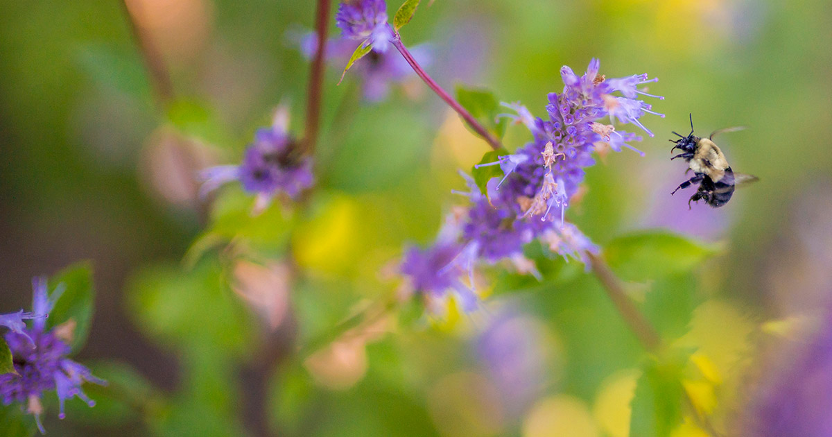 Biodiversidad: qué es, por qué es importante y cómo preservarla | Enel ...