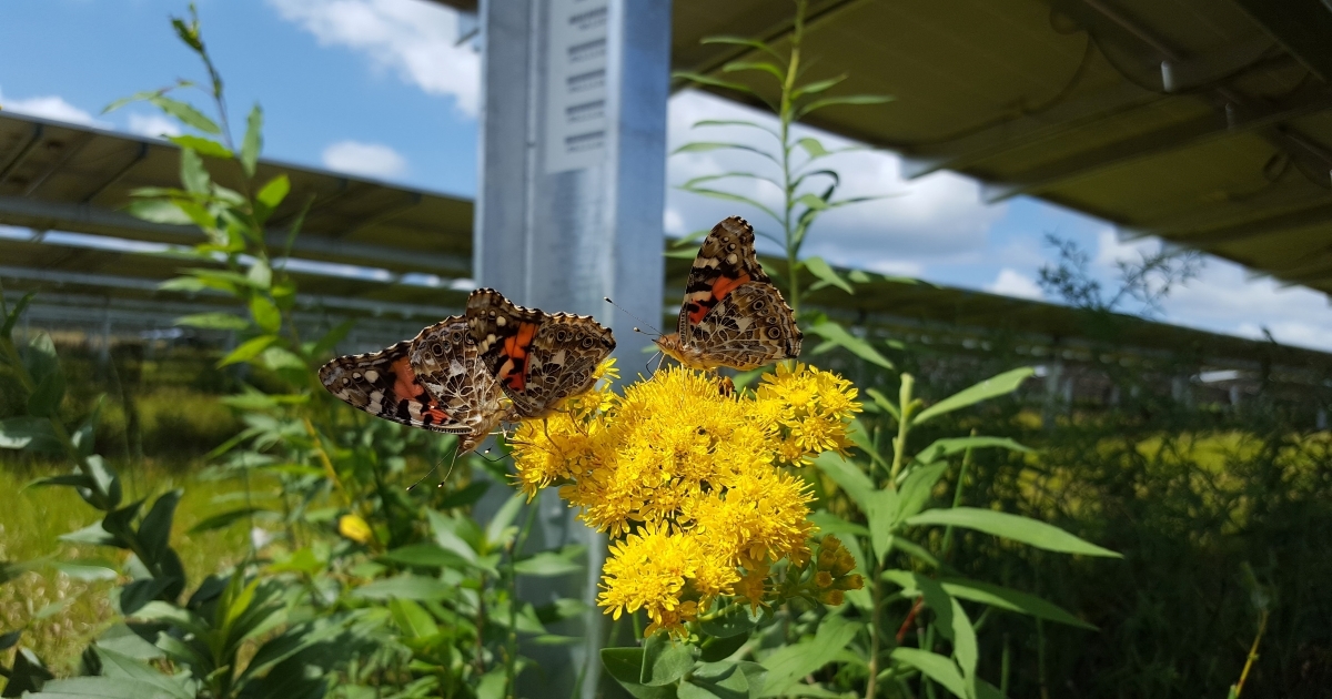 Parque Solar Brush Country + Armazenamento, EUA | Enel Green Power