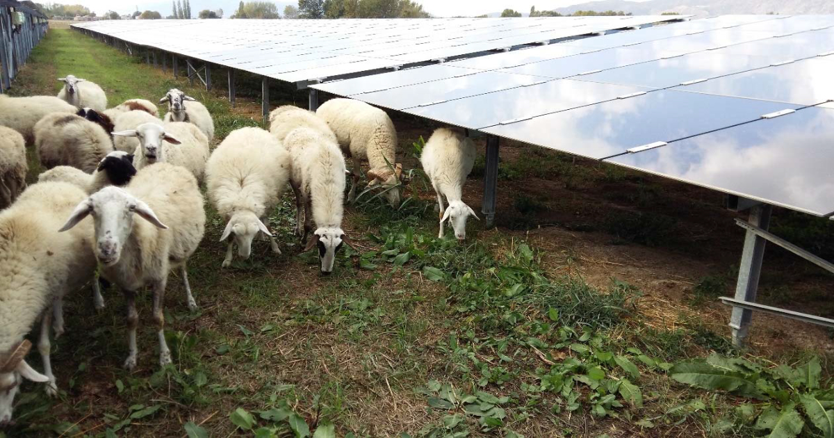 Solar grazing: how sheep help solar energy | Enel Green Power