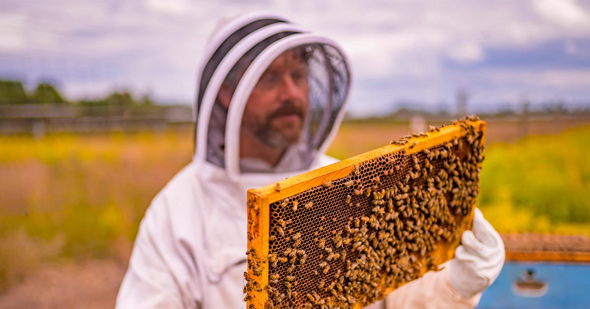 Our energy helps bees | Enel Green Power