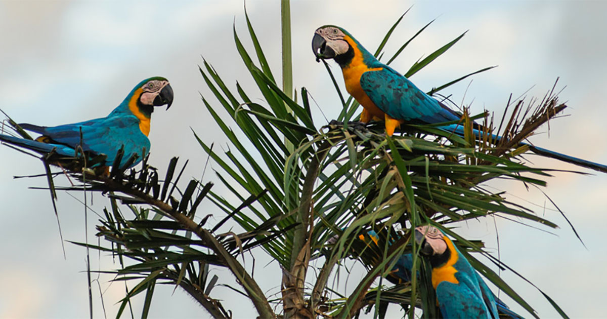 Energia verde in Amazzonia | Enel Green Power | Enel Green Power
